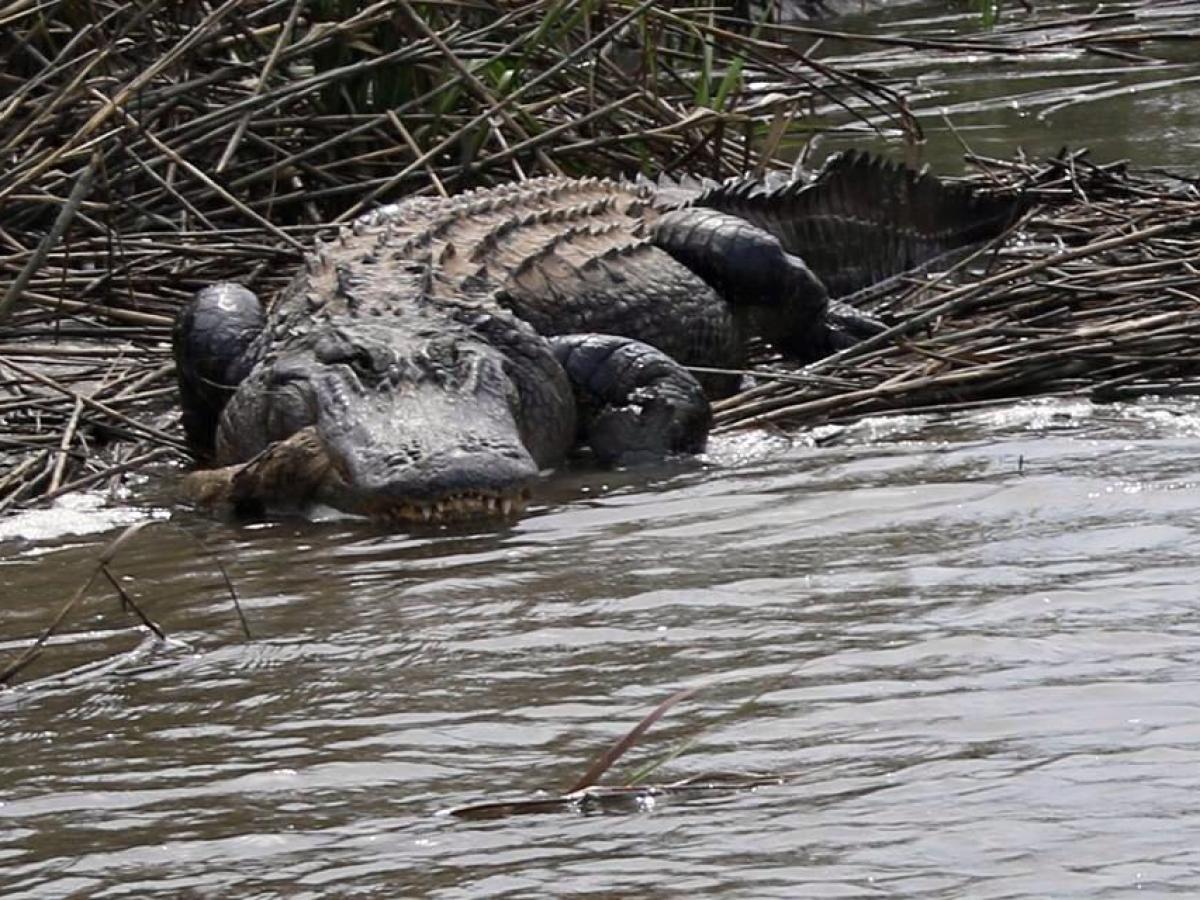 May River Excursions | Daufuskie Island Tours - Bluffton, SC
